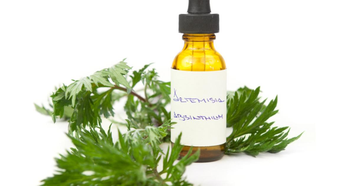 Artemisia absinthium | CAM Cancer
